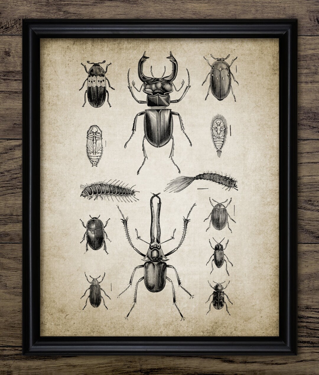 Vintage Beetle Wall Art, Printable Beetle, Entomology, Zoology, Insect ...