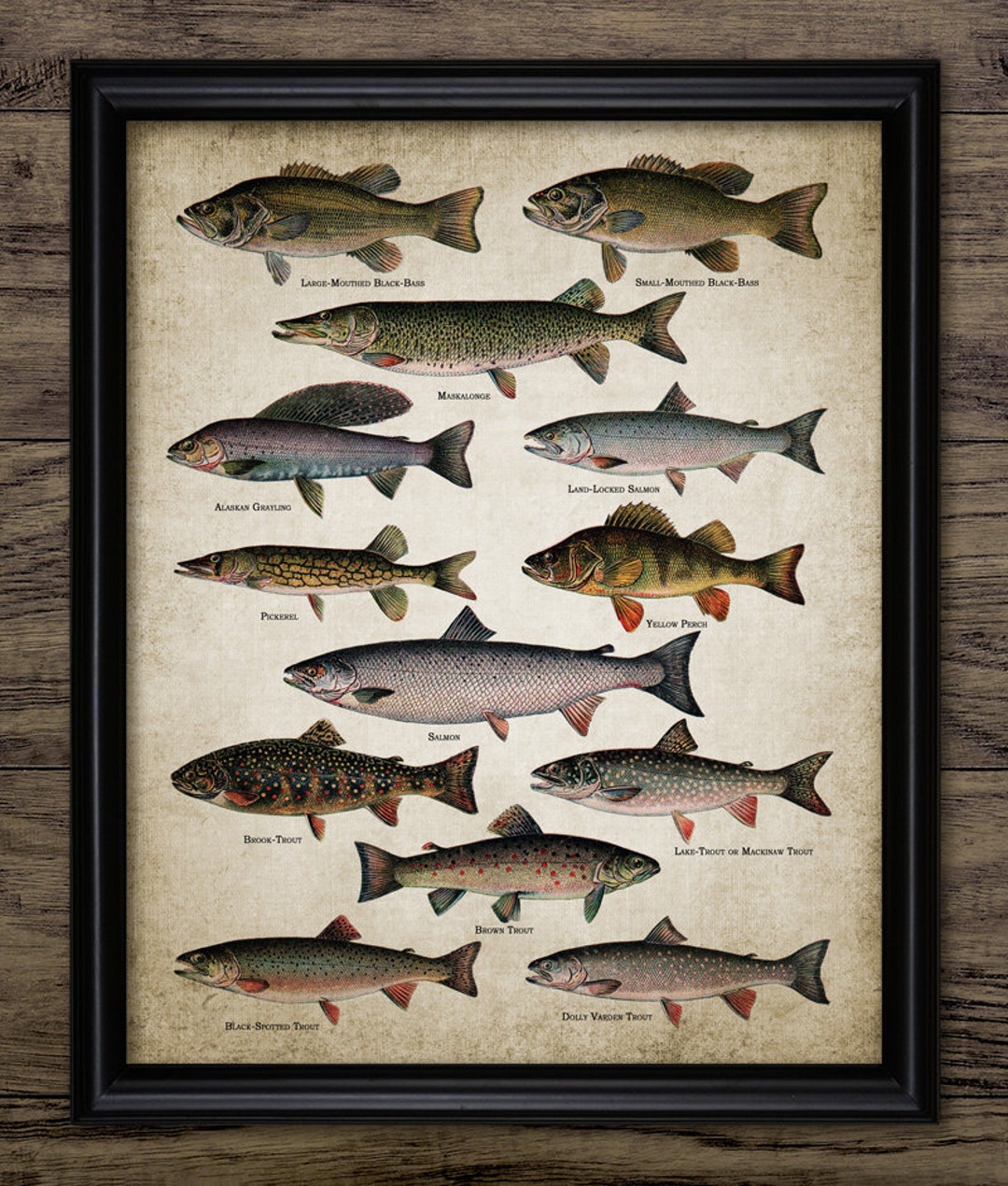 Fishing Wall Art, Printable Fish, Vintage Fish, Angling Poster ...