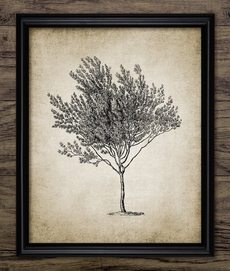 Vintage Tree Drawing Printable Tree Art Tree Sketch Forest - Etsy