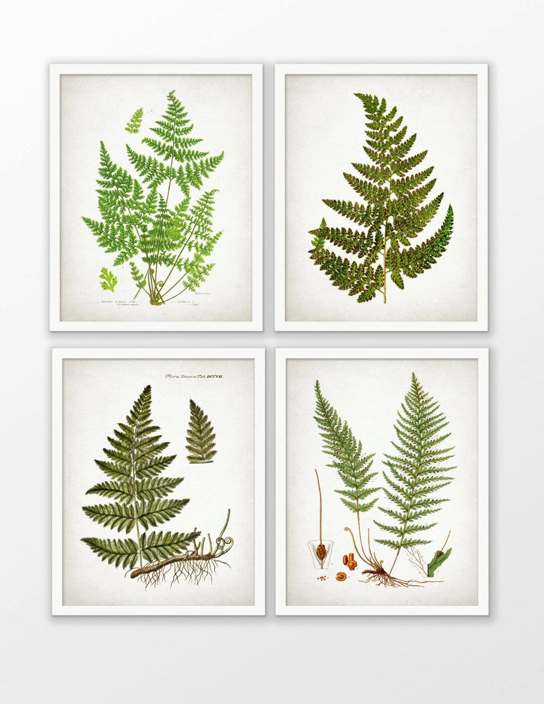 Fern Wall Art Set of 4, Printable Vintage Fern Plant, Vintage Botanical ...