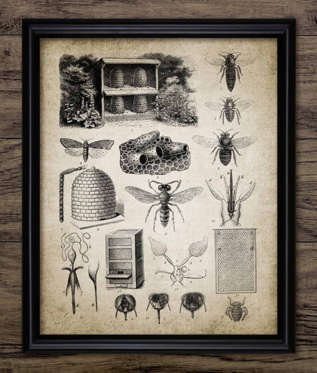 Vintage Beekeeping Print, Honey Bee, Queen Bee, Worker, Drone, Beehive ...