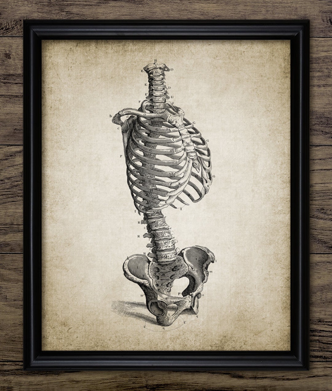 Skeleton Art Print, Printable Skeleton, Human Anatomy, Vintage Human ...