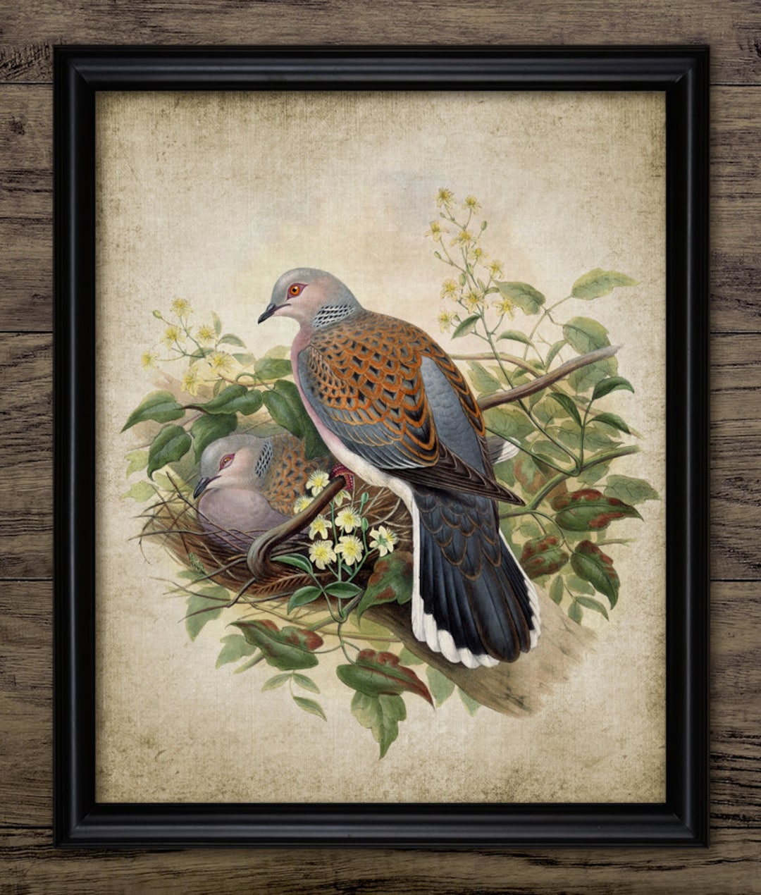 Nesting Turtle Dove Wall Art, Vintage Digital Print, Printable European ...