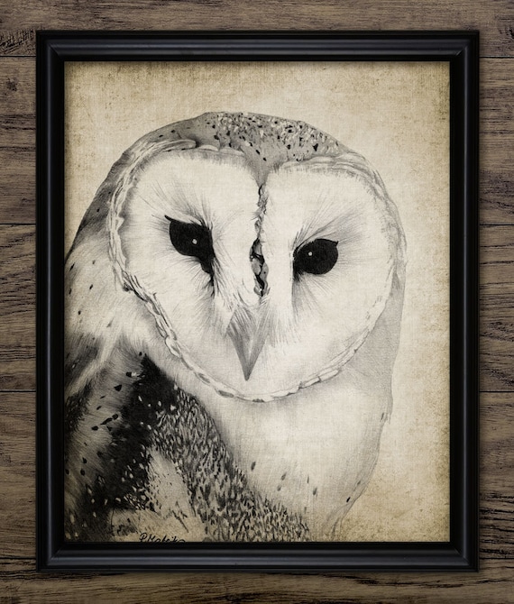 Barn Owl Pencil Drawing