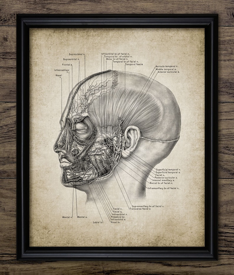 Human Facial Nerve Anatomy Print, Human Face Anatomy, Nerve Pathway ...
