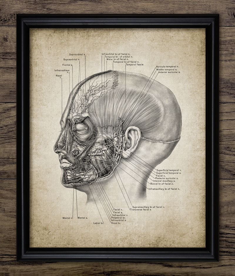 Human Face Anatomy For Artists
