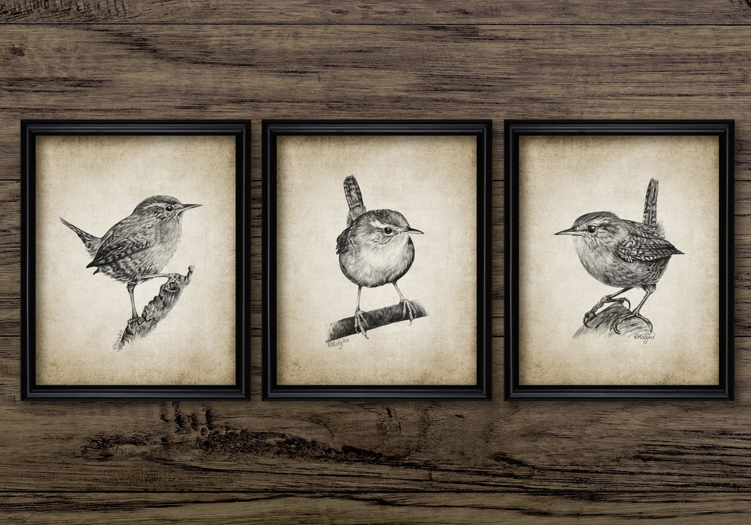 Wren Pencil Drawing Set of 3, Printable Wren Drawing, Instant Bird ...