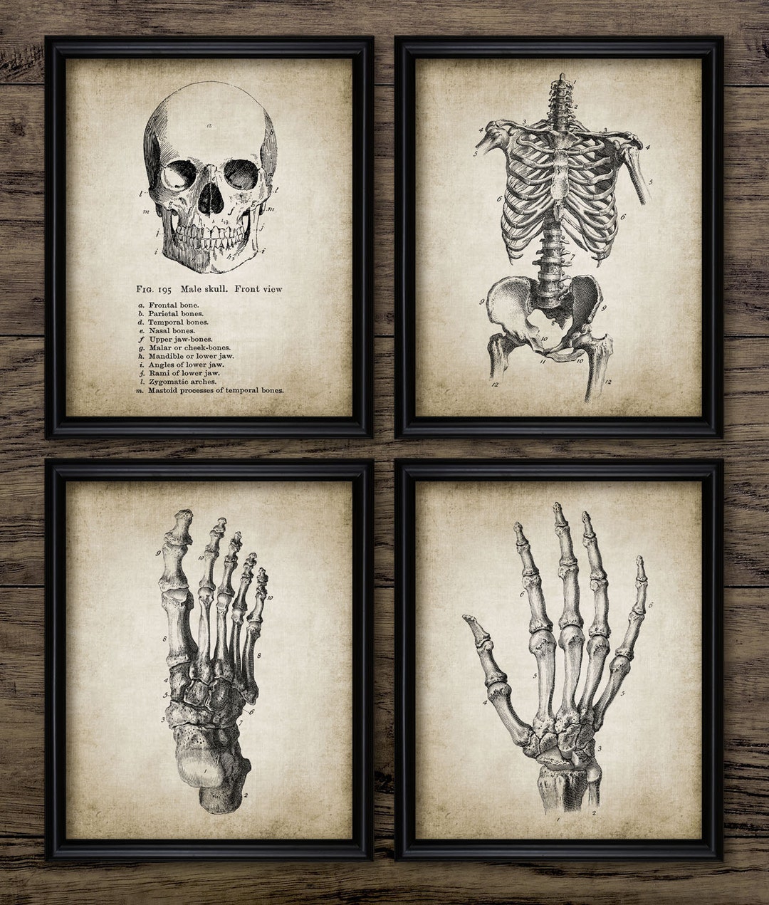 Vintage Human Skeletal Anatomy Wall Art Set of 4, Printable Anatomy ...