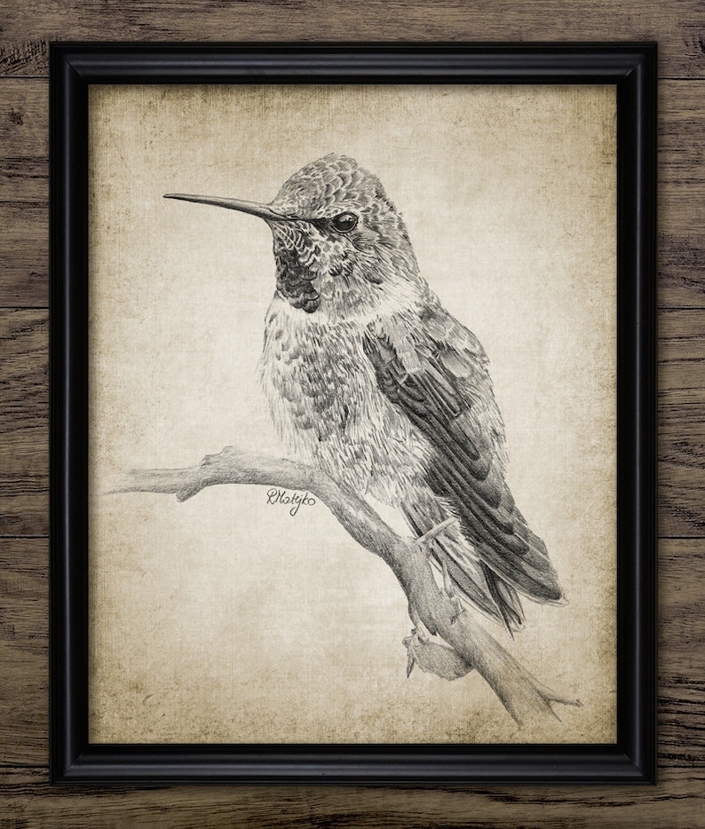 Hummingbird Pencil Drawing Hummingbird Drawing Printable - Etsy