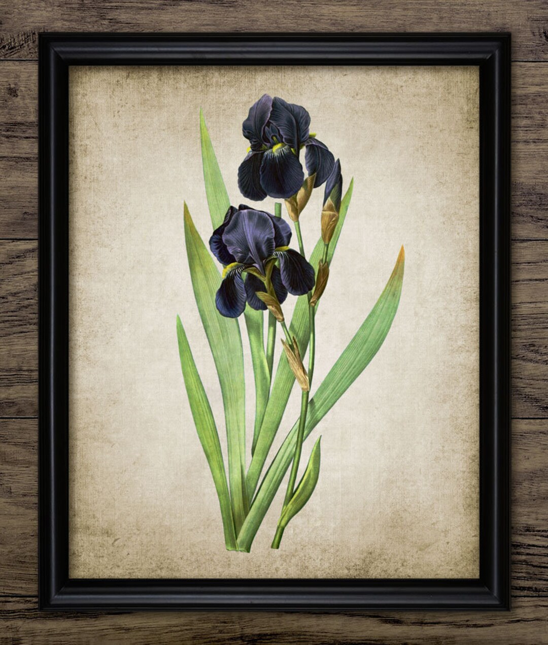 Iris Flower Wall Art, Printable Blue Irises, Flowers, Floral, Salt ...