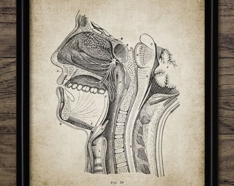 Mouth Anatomy Art | Etsy