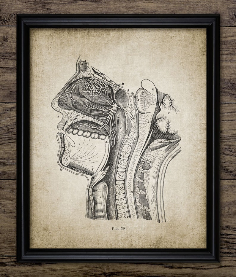 Oral Anatomy Wall Art Printable Dentistry Dental Practice - Etsy