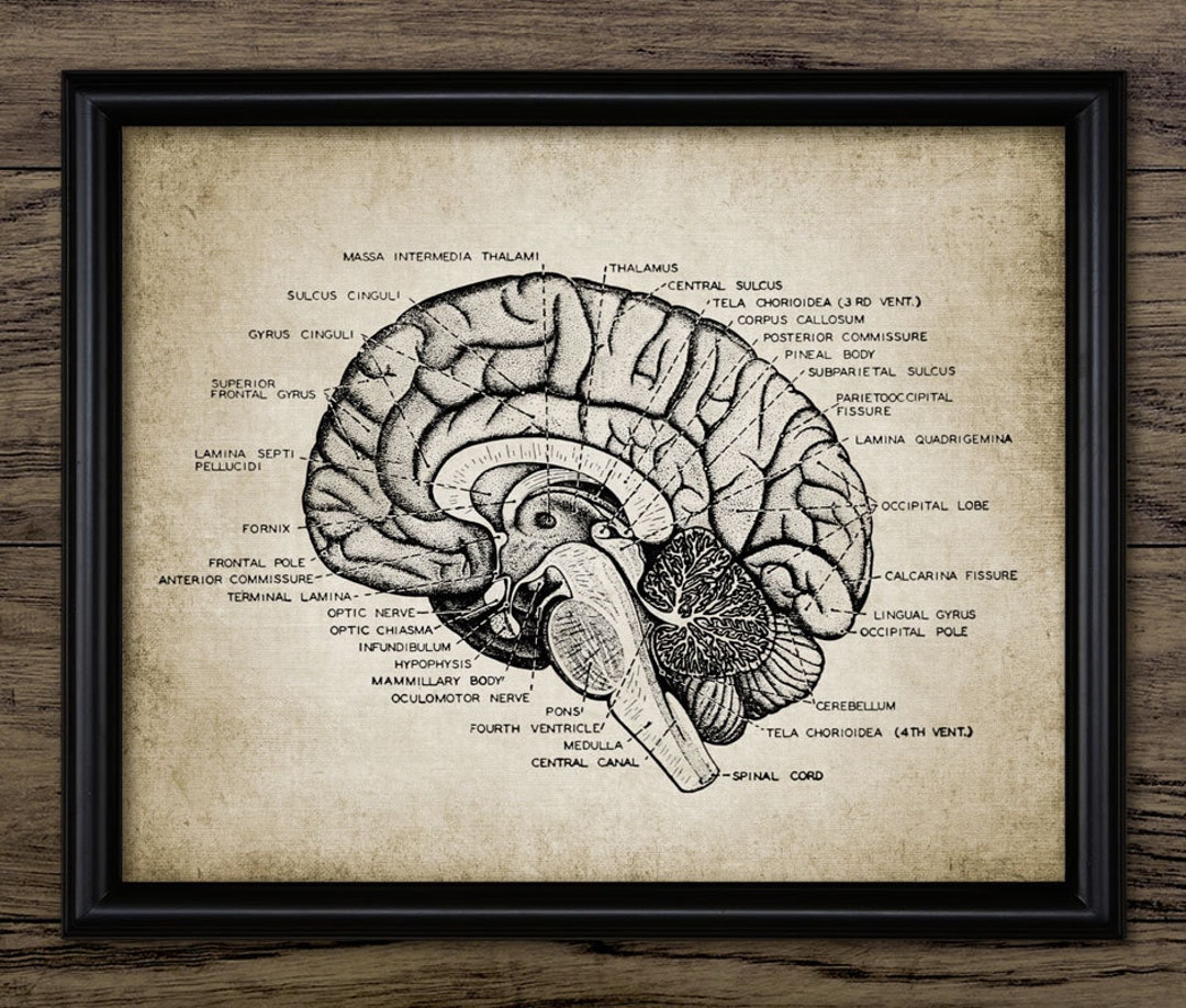 Human Brain Anatomy Wall Art, Printable Brain, Neuroscience ...