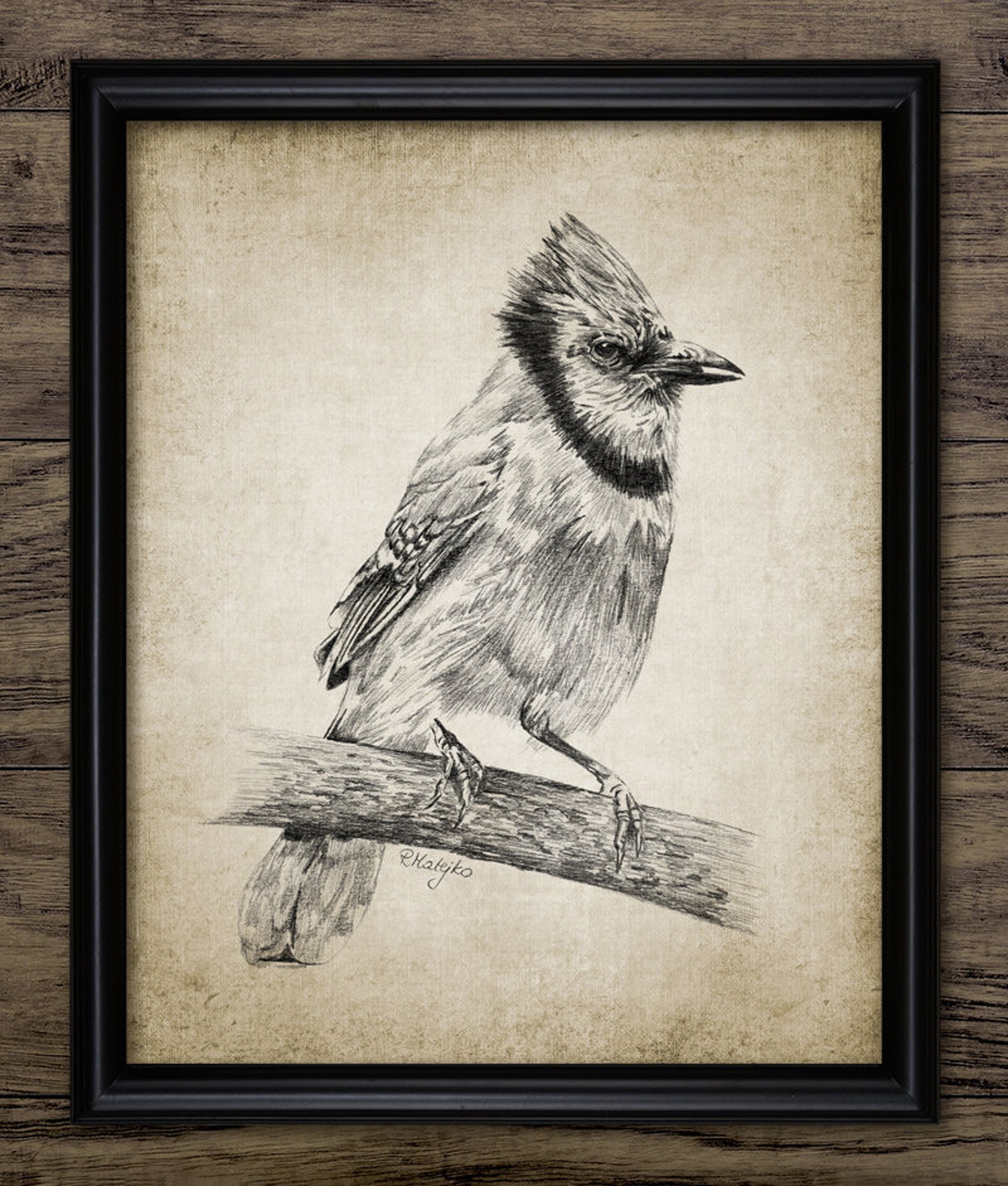 Blue Jay Pencil Drawing, Printable Blue Jay Pencil Drawing, North ...