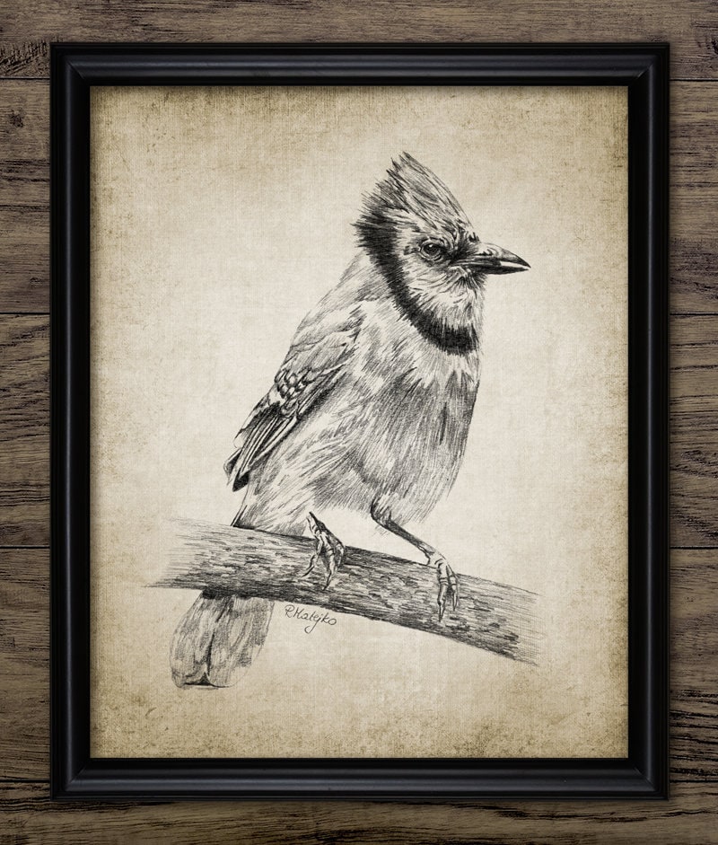Blue Jay Pencil Drawing, Printable Blue Jay Pencil Drawing, North ...