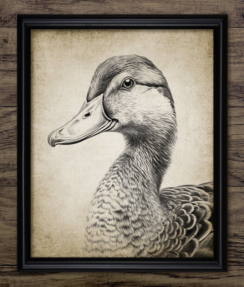 Duck Drawing, Printable Duck Drawing, Mallard Duck Wall Art, Duck Bird ...