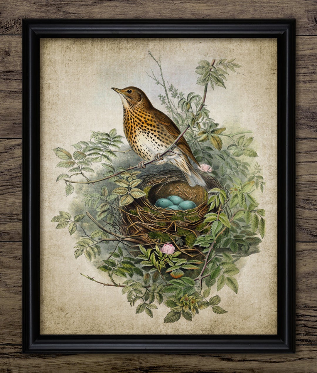 Song Thrush Bird Nest And Eggs Wall Art Vintage Digital Print Printable Song Thrush Rustic