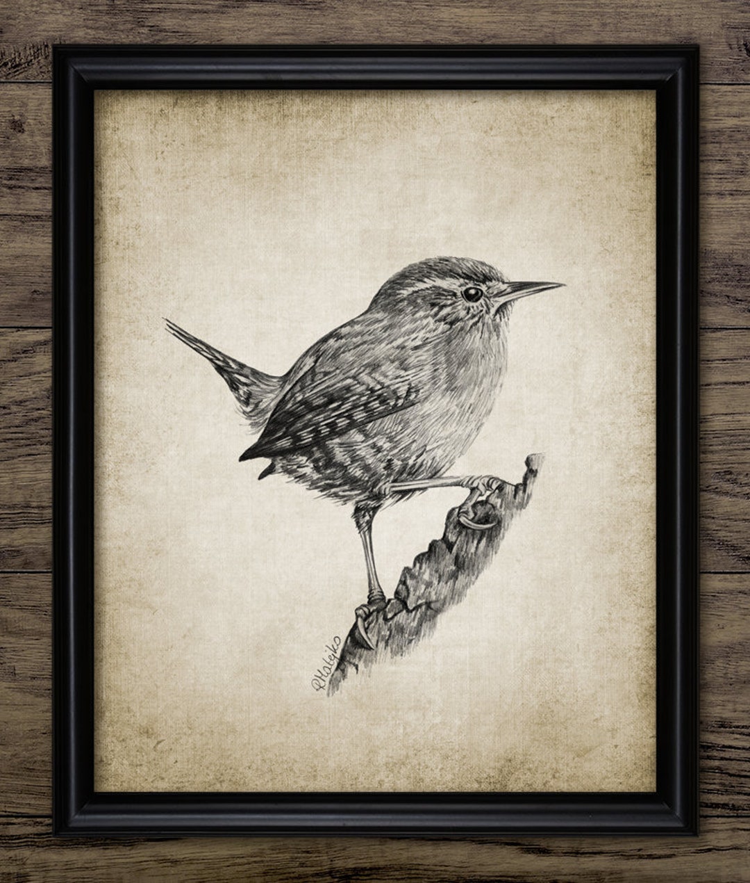 Wren Pencil Drawing, Printable Wren Drawing, Wren Bird Decor, Wren Art ...