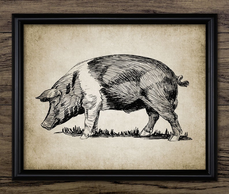 Hampshire Pig Wall Art Printable Domestic Swine Pig Breed - Etsy