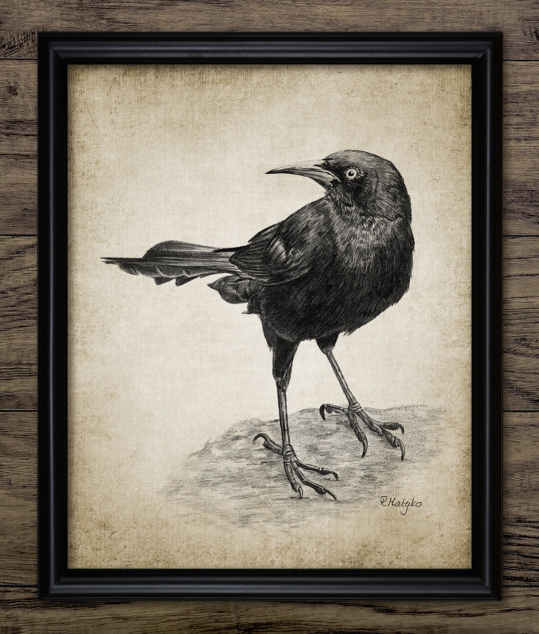Common Grackle Pencil Drawing, Printable Grackle Poster, Gothic Decor ...