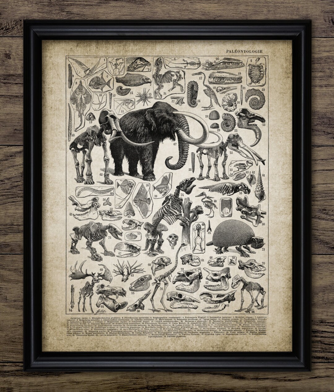 Prehistoric Art Print, Printable Paleontology, Evolution, Mammoth Wall ...