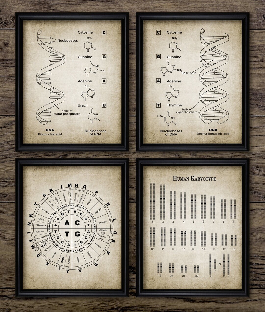 DNA and RNA Genetic Code Wall Art Set of 4, Genetics, Biochemistry ...