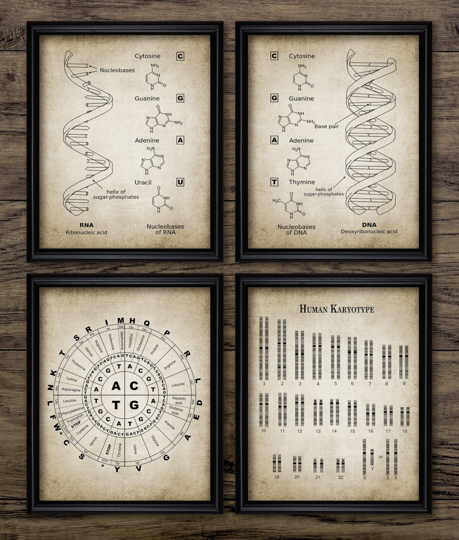 DNA and RNA Genetic Code Wall Art Set of 4 Genetics - Etsy