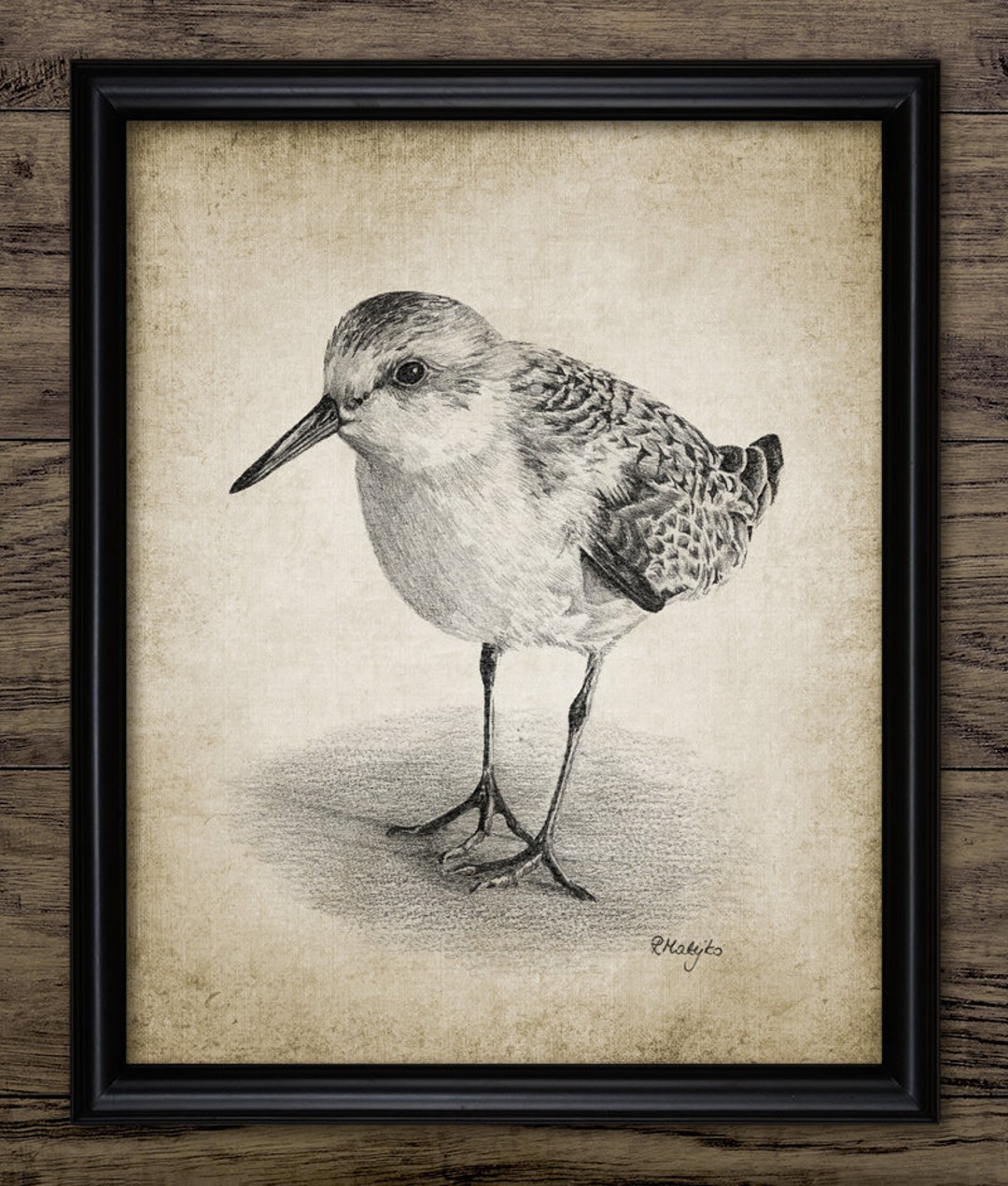 Sanderling Pencil Drawing, Printable Sanderling Pencil Art, Sanderling ...
