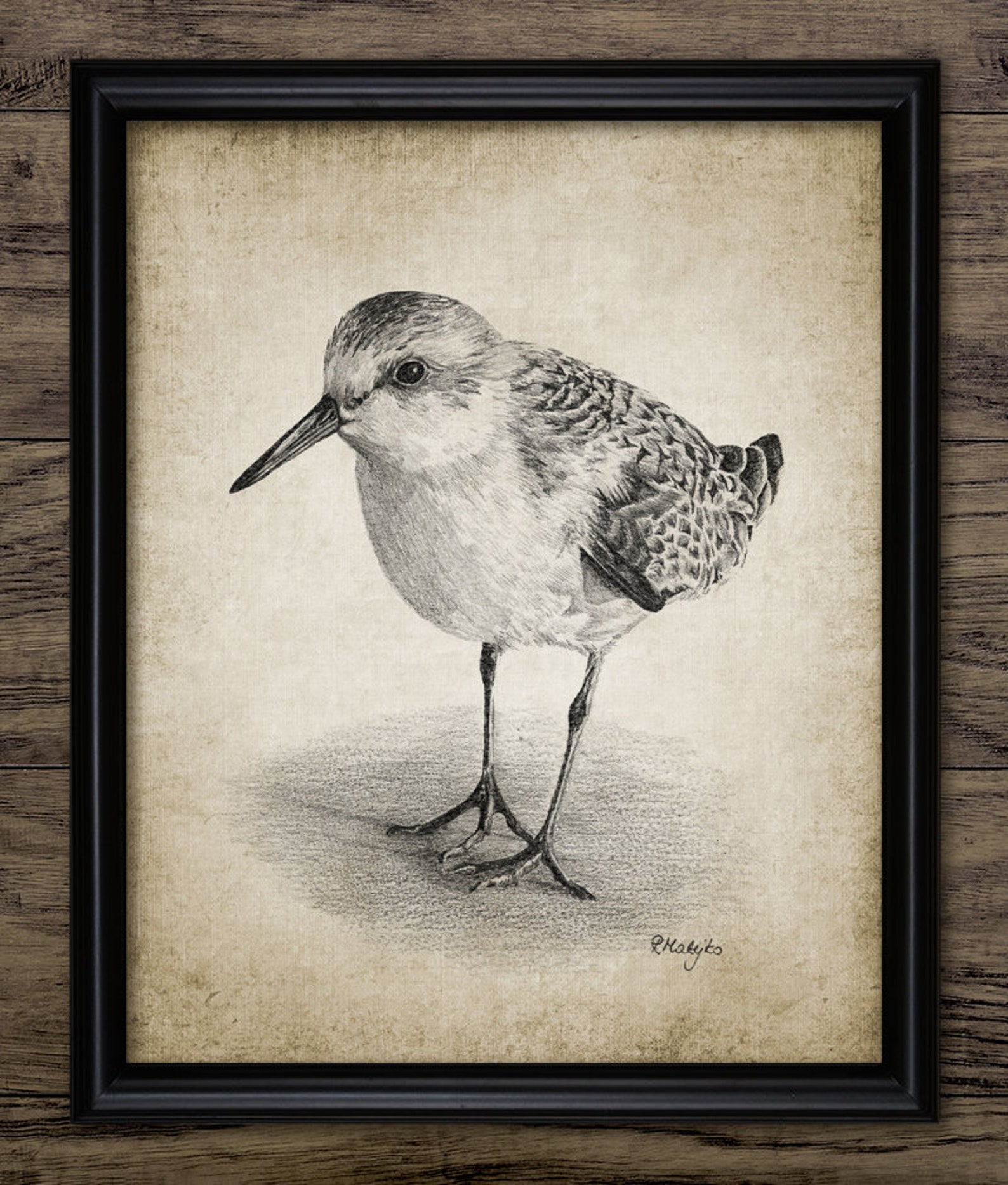Sanderling Pencil Drawing Printable Sanderling Pencil Art | Etsy