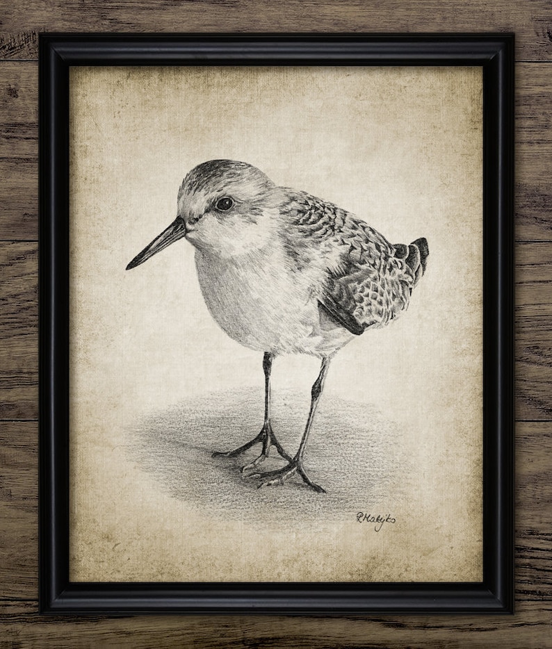 Sanderling Pencil Drawing Printable Sanderling Pencil Art | Etsy