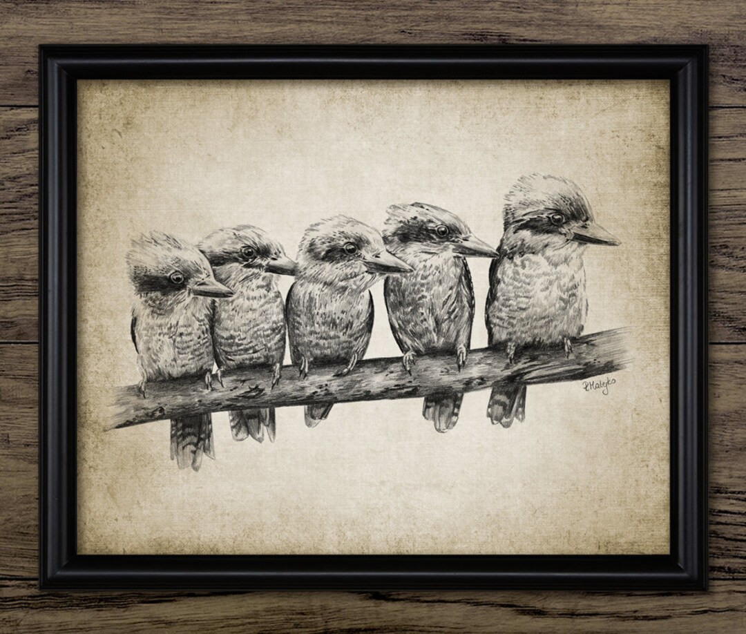 Kookaburra Birds Pencil Drawing, Printable Young Kookaburra, Laughing ...