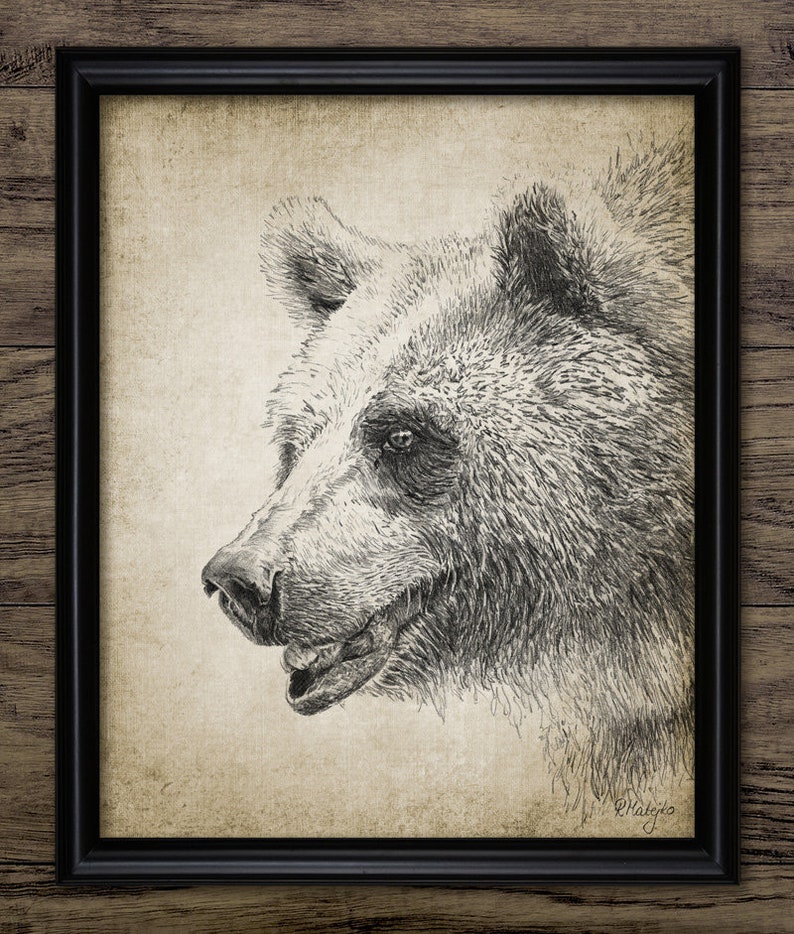 Grizzly Bear Pen and Ink Drawing, Printable Grizzly Bear, Grizzly Bear ...