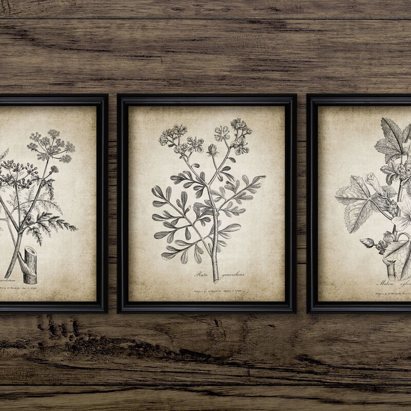 Common Mallow - Etsy