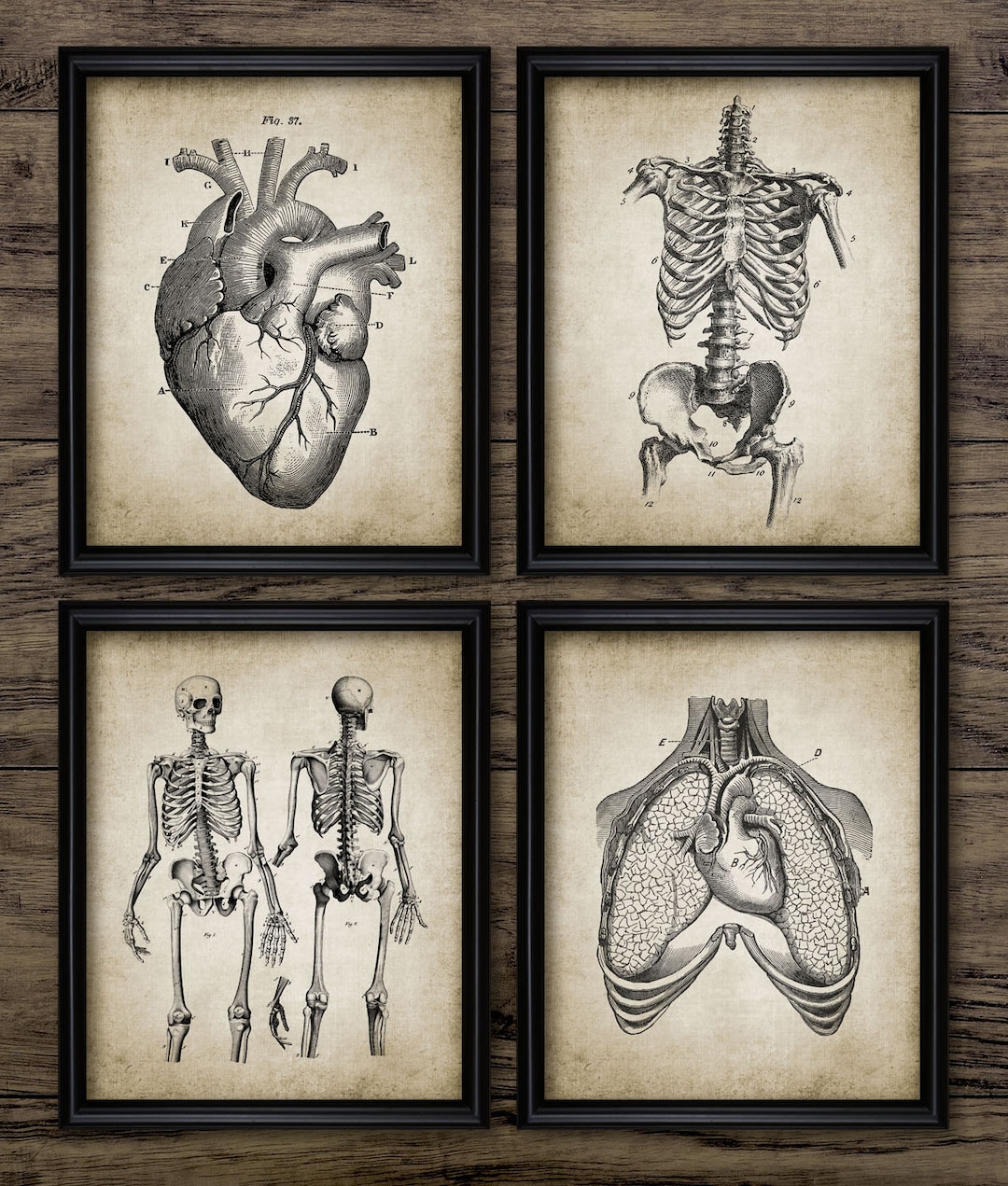 Human Anatomy Wall Art Set of 4, Printable Human Anatomy, Vintage Human ...