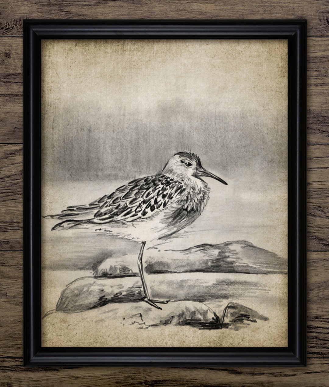Sandpiper Charcoal Drawing, Printable Sandpiper Bird, Shorebird ...