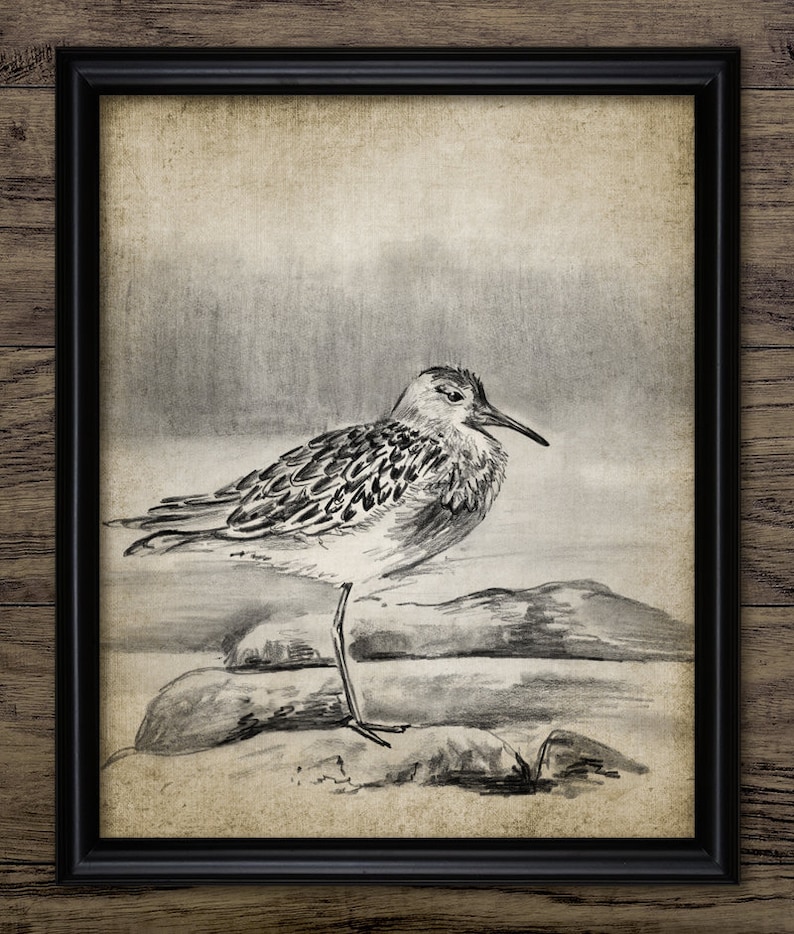 Sandpiper Charcoal Drawing Printable Sandpiper Pencil Art | Etsy