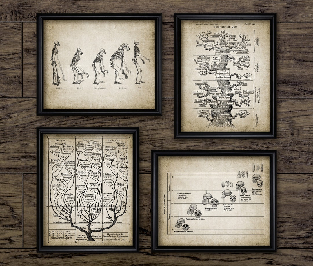 Evolution Wall Art Set of 4, Tree of Life Print, Paleontology ...
