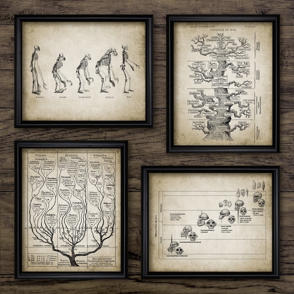 Tree of Evolution Wall Art - Etsy