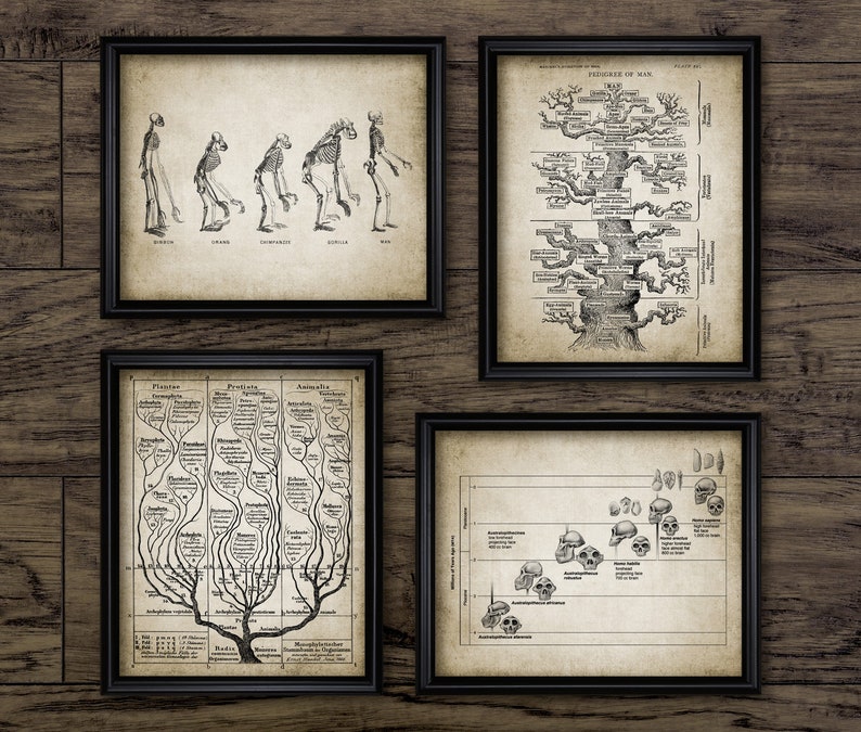 Evolution Wall Art Set of 4 Tree of Life Print Paleontology | Etsy