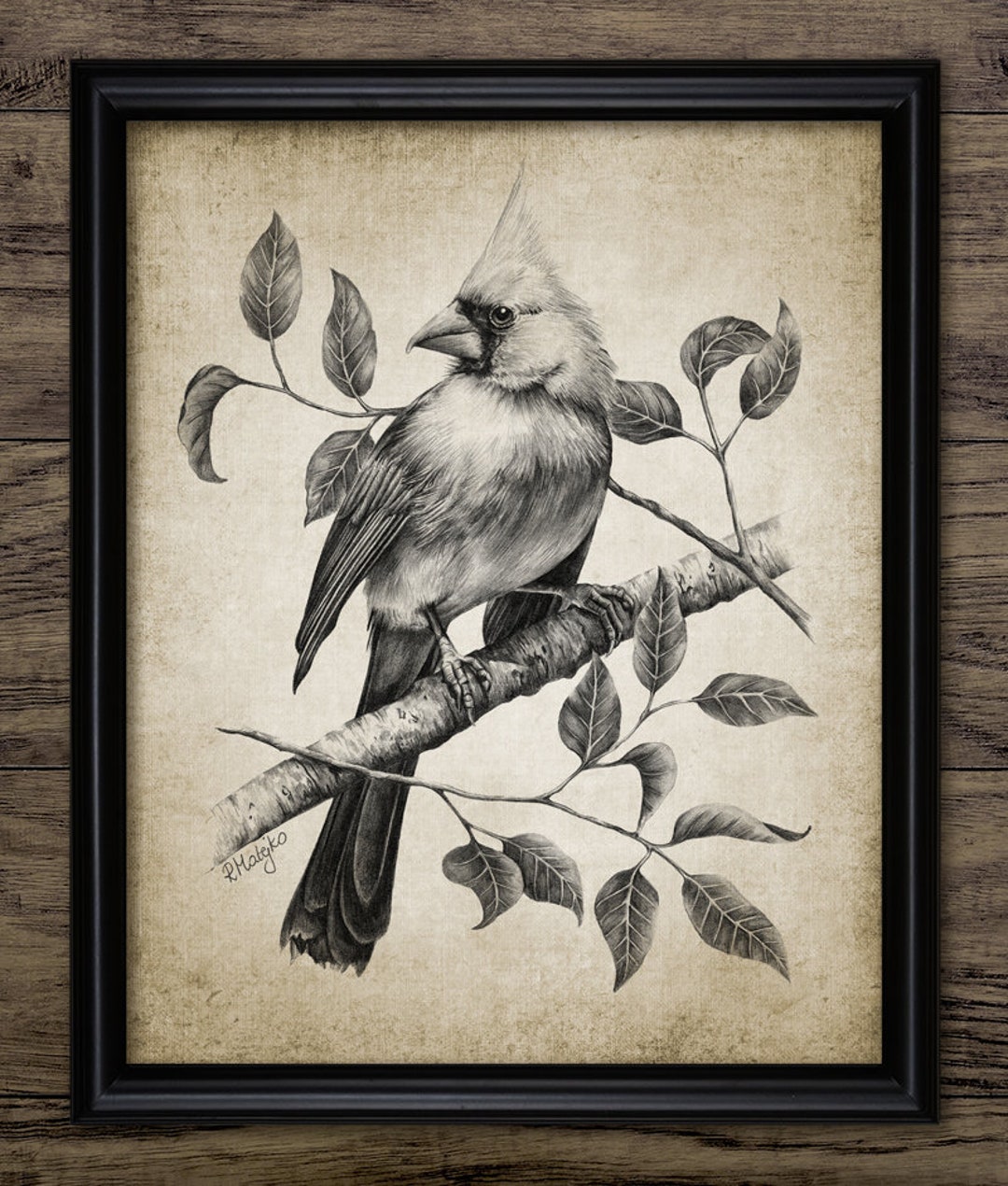 Northern Cardinal Pencil Drawing, Printable Cardinal Bird Art Print ...