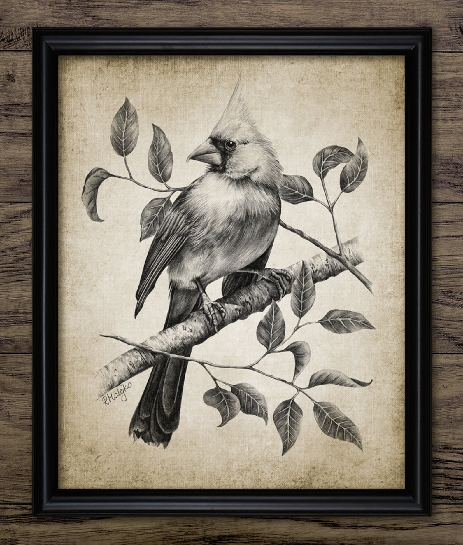 Northern Cardinal Pencil Drawing, Printable Cardinal Bird Art Print ...