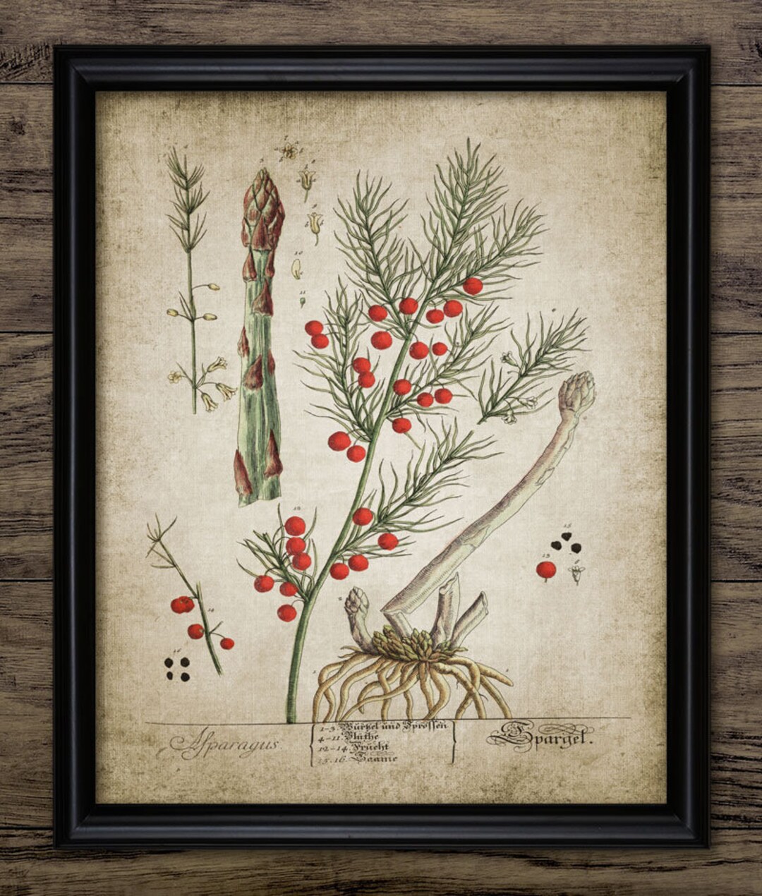 Vintage Asparagus Wall Art, Printable Asparagus Plant Spears, Sparrow ...