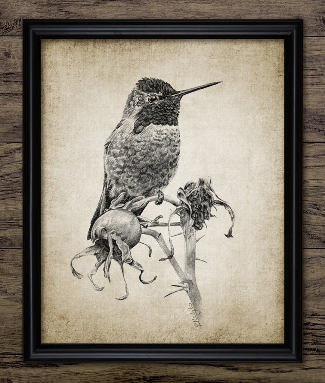 Anna's Hummingbird Pencil Drawing, Hummingbird Drawing, Printable ...