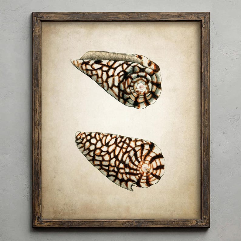 Antique Shells Wall Art Print Set of 9, Bathroom Posters, Vintage Shell ...