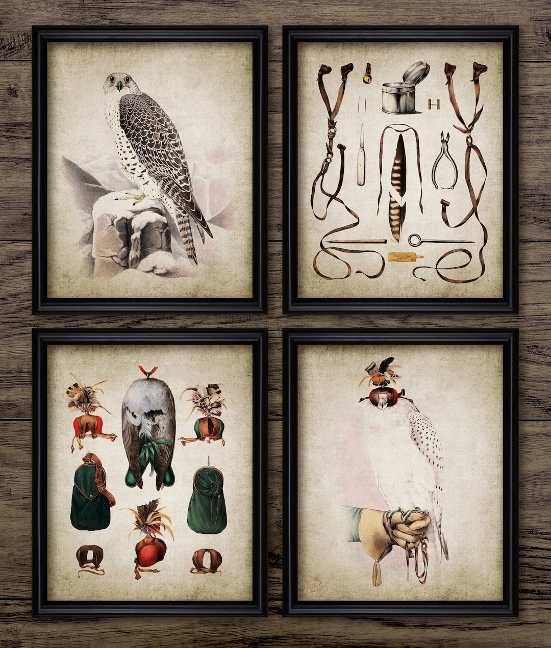 Falconry Wall Art Set of 4, Falcon Print, Falconry Sport, Falcon Bird ...