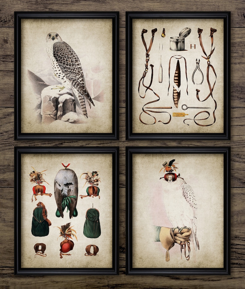 Falconry Wall Art Set of 4, Falcon Print, Falconry Sport, Falcon Bird ...