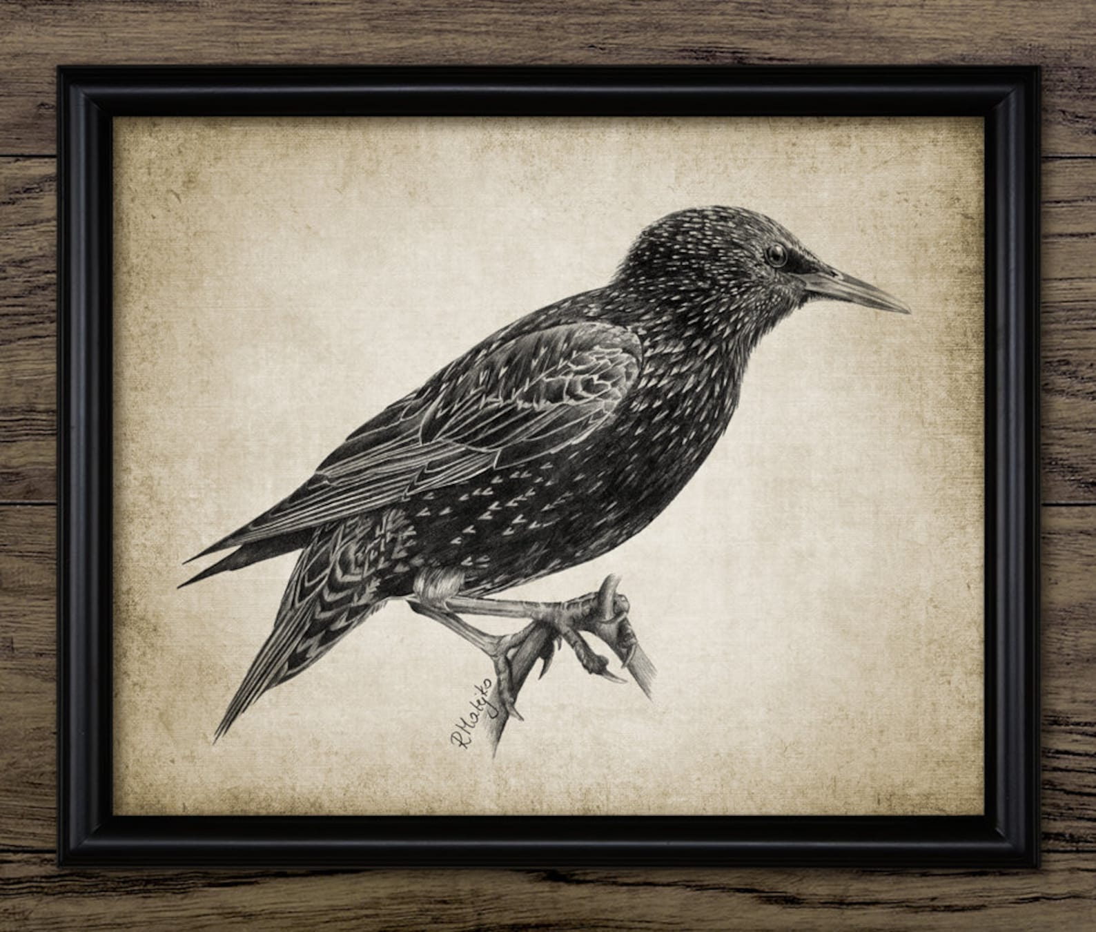Starling Pencil Drawing, Printable Starling Drawing, Garden Bird Art ...