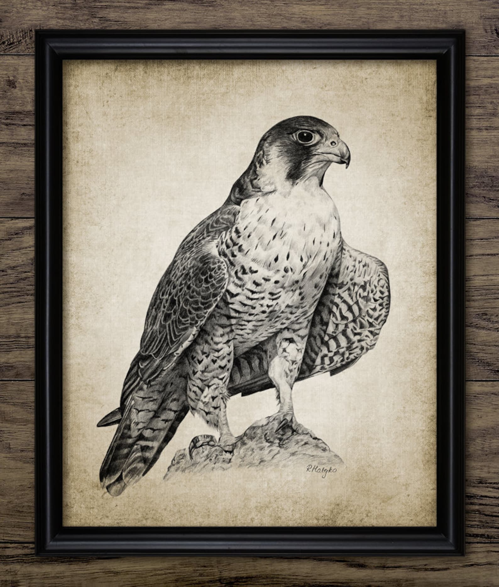 Peregrine Falcon Pencil Drawing, Printable Peregrine Falcon Drawing ...