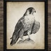 Falconry Wall Art Set of 4, Falcon Print, Falconry Sport, Falcon Bird ...