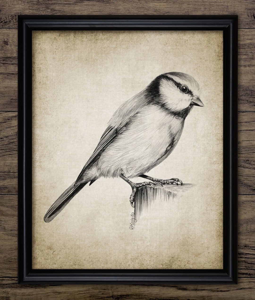 Blue Tit Pencil Drawing, Printable Blue Tit Drawing, Blue Tit Bird Art ...